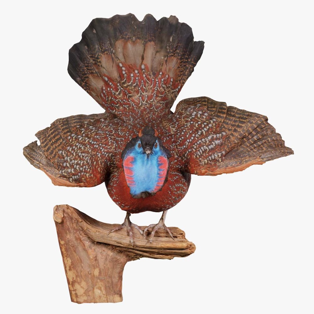 Tragopan Horned Pheasant Bird Phasianidae 3D model - Download ...