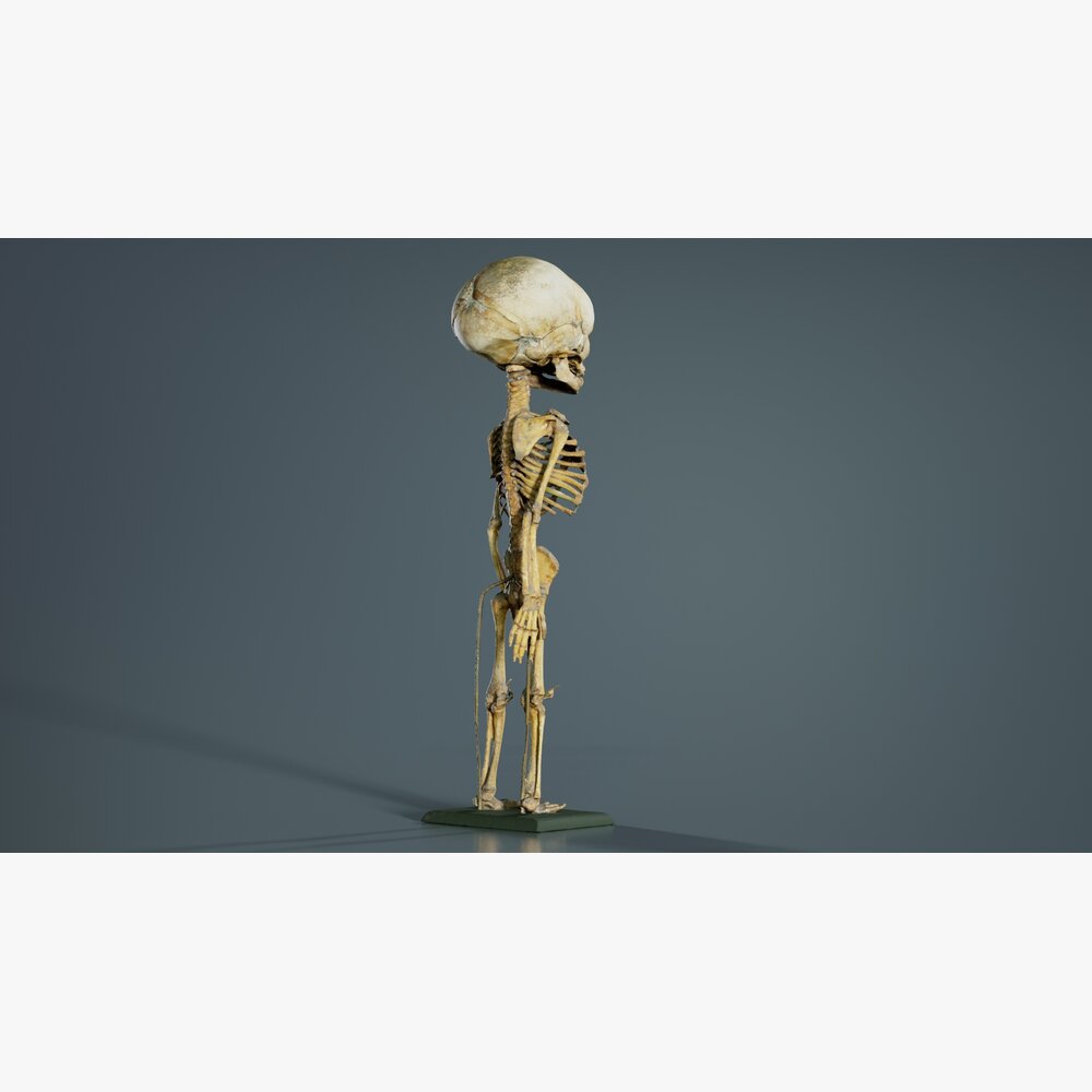 Unborn Human Baby Skeleton 3D model - Download Human Skeleton on ...