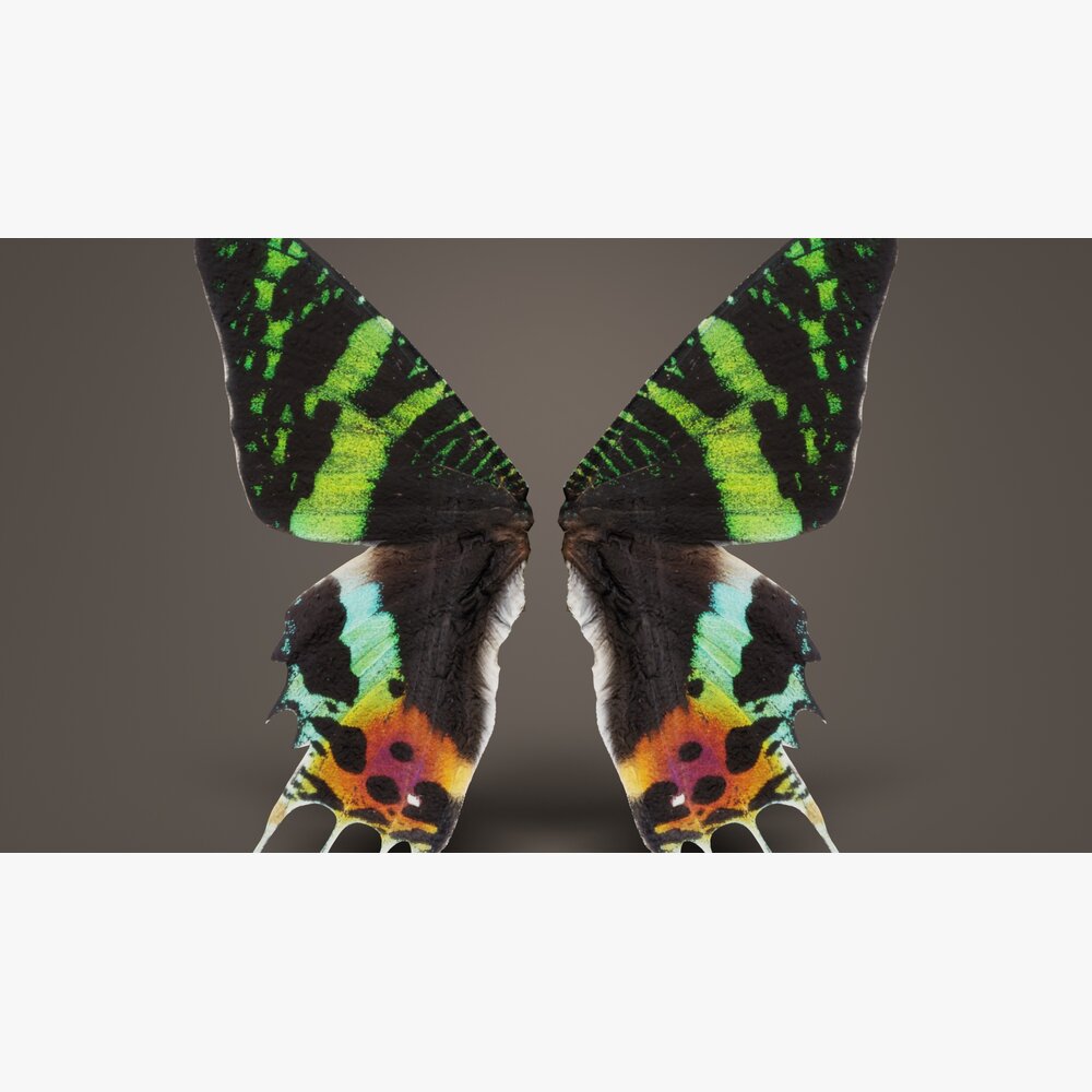 Urania Leilus Madagascan Sunset Moth 3D model - Download Insects on ...