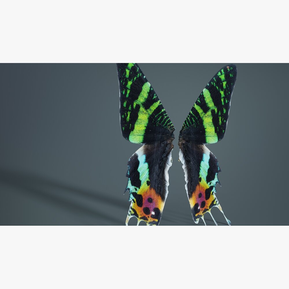 Urania Leilus Madagascan Sunset Moth 3D model - Download Insects on ...