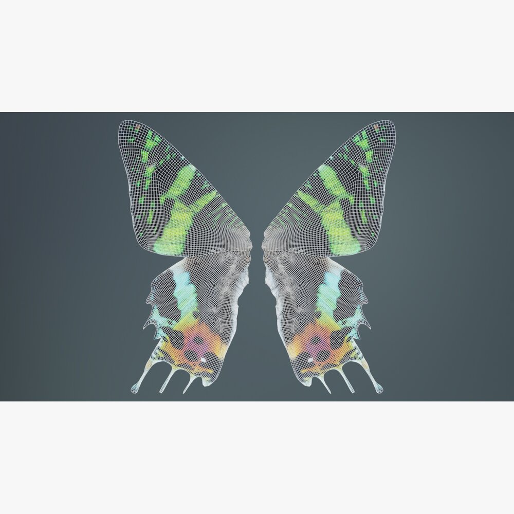 Urania Leilus Madagascan Sunset Moth 3D model - Download Insects on ...