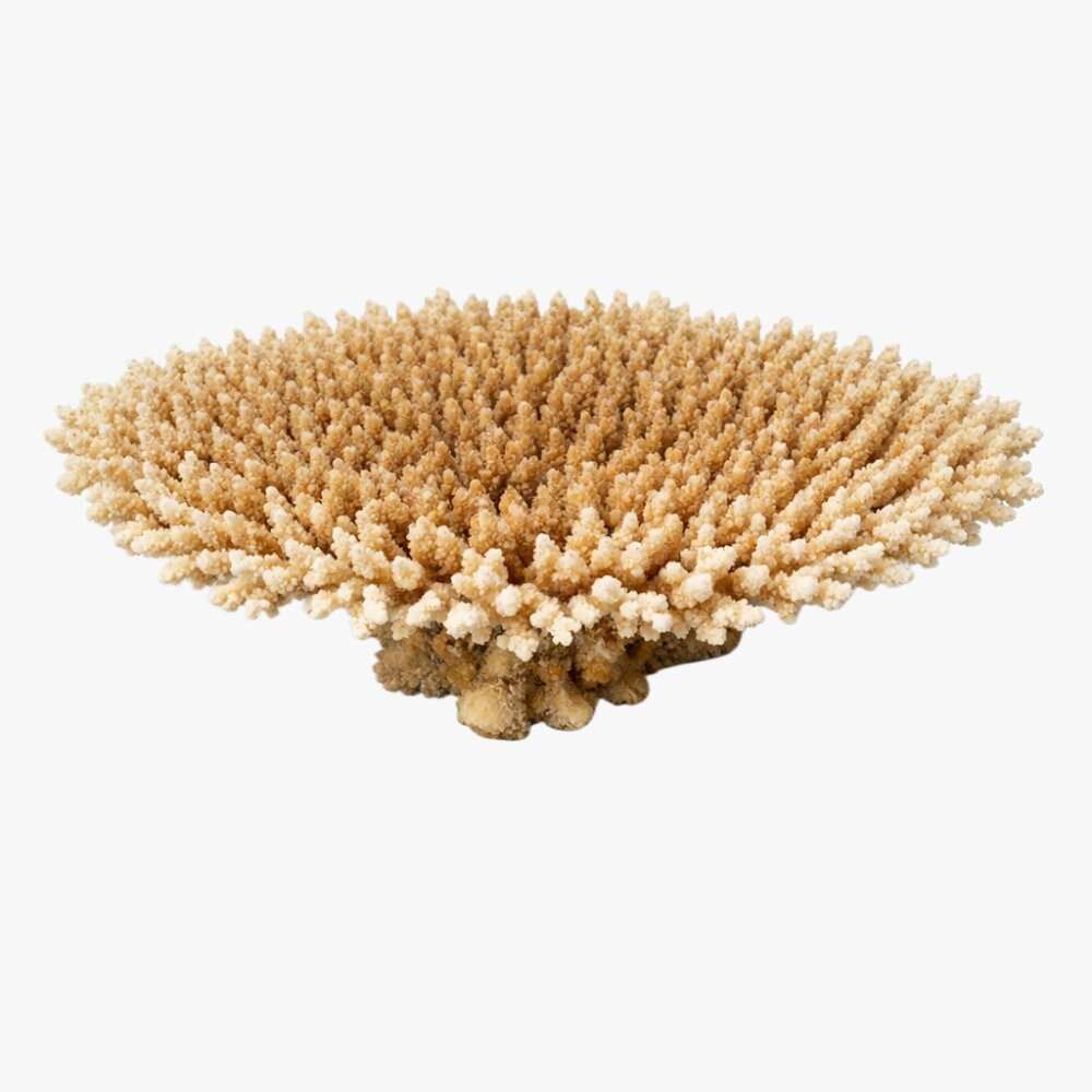 Acropora Table Coral 3D model - 3DModels.org
