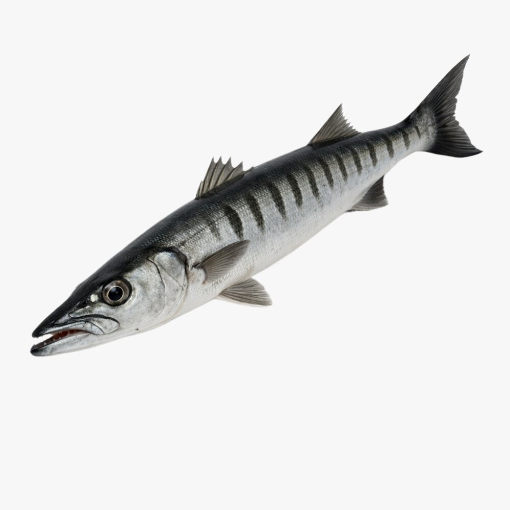 African Barracuda 3D model - 3DModels.org