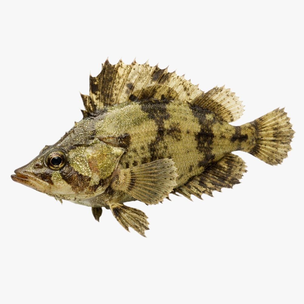 Amazon Leaf Fish 3D model - 3DModels.org