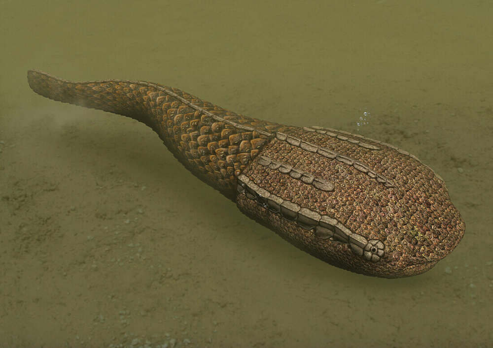 Astraspis 3D model - 3DModels.org