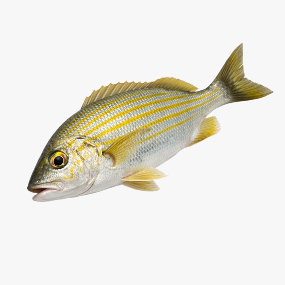 Atlantic Grunt 3D model - 3DModels.org