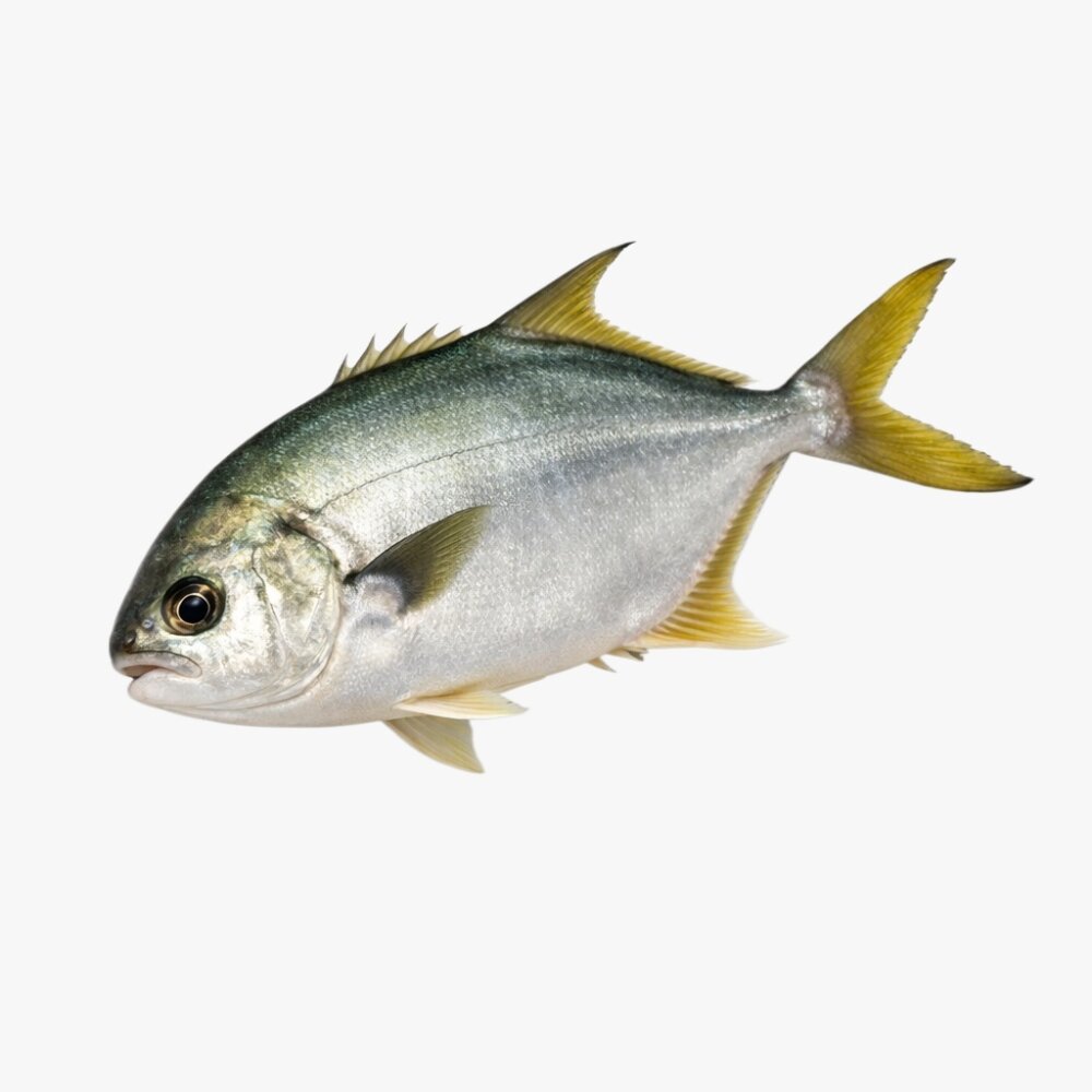 Atlantic Pompano 3D model - 3DModels.org