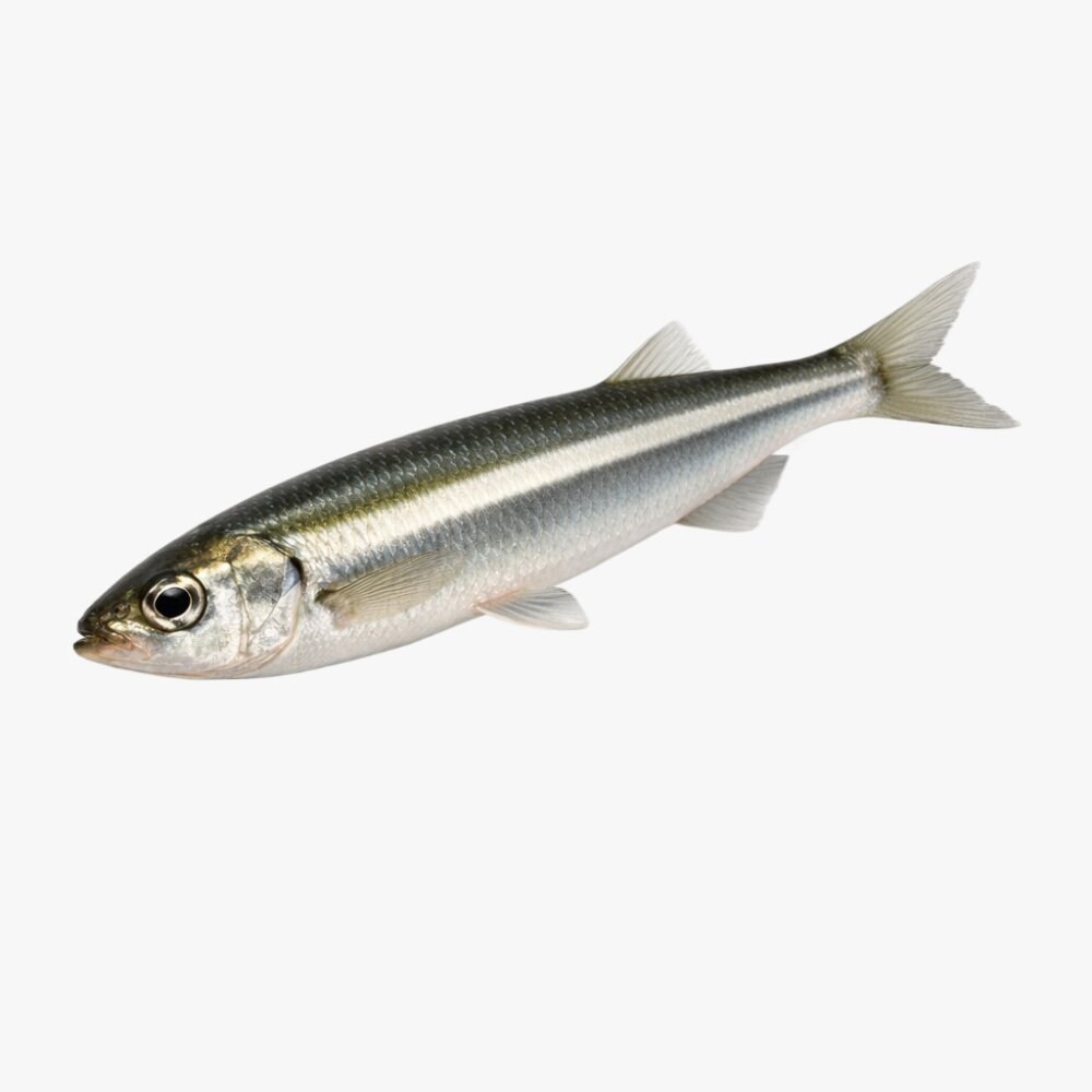 Atlantic Silverside 3D model - 3DModels.org