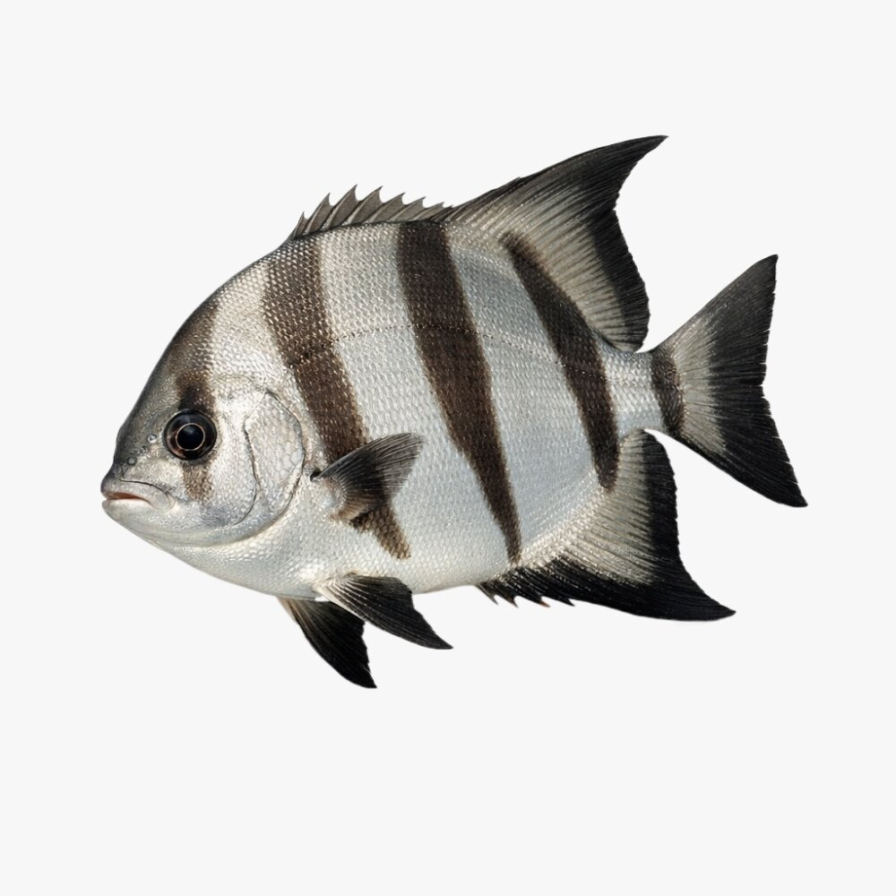 Atlantic Spadefish 3D model - 3DModels.org