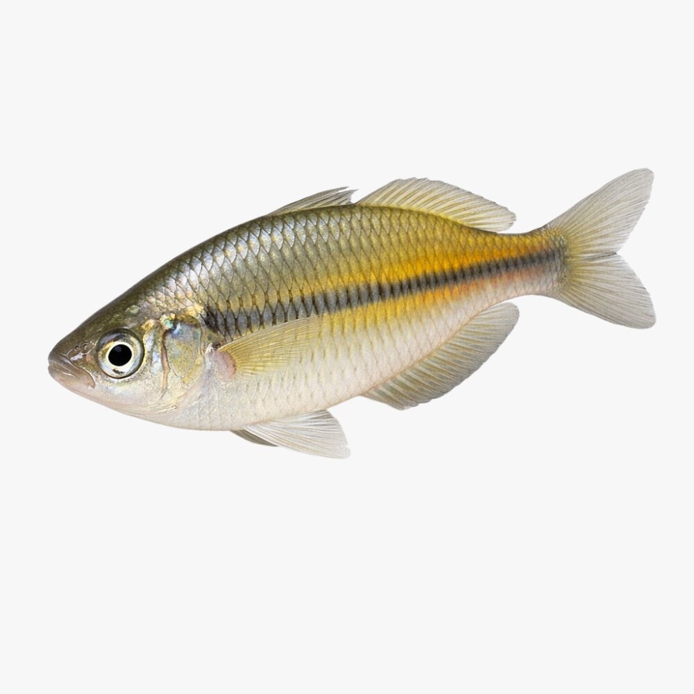Banded Rainbowfish Female 3D model - 3DModels.org