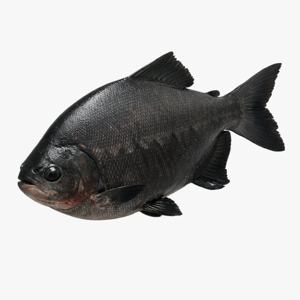Pez Pacu Negro Modelo 3D - 3DModels.org