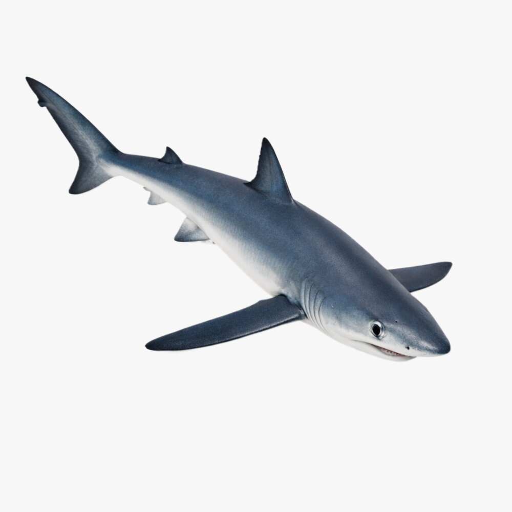 Blue Shark 3D model - 3DModels.org