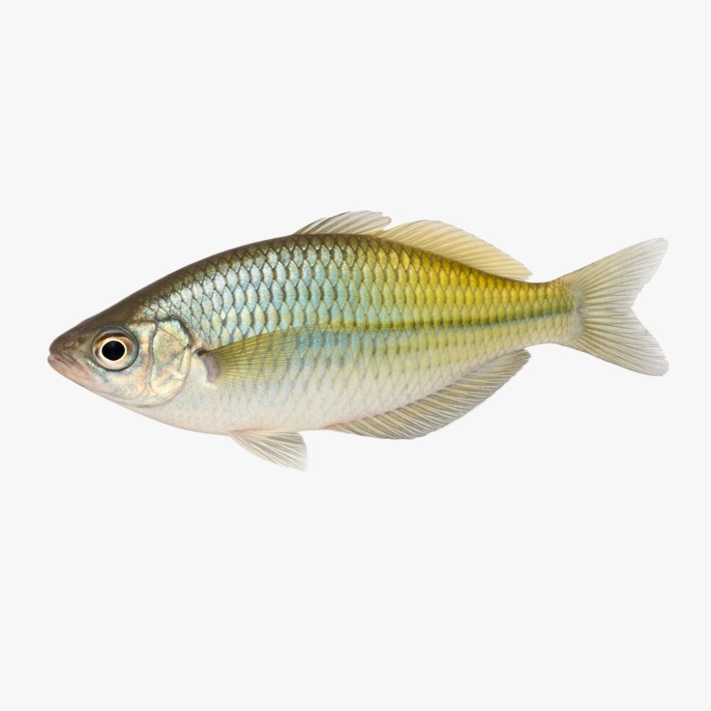 Boesemani Rainbowfish Female 3D model - 3DModels.org