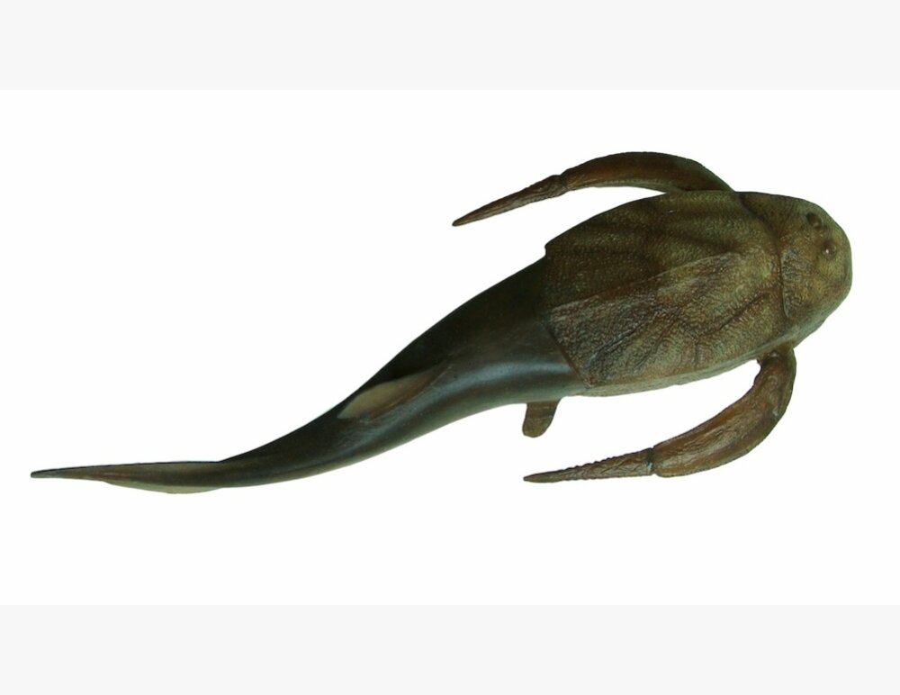 Bothriolepis 3D model - 3DModels.org