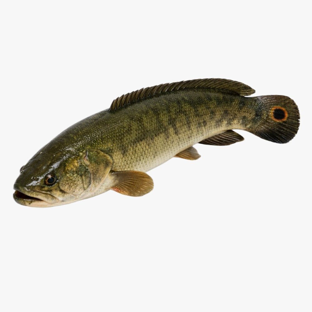 Bowfin 3D model - 3DModels.org