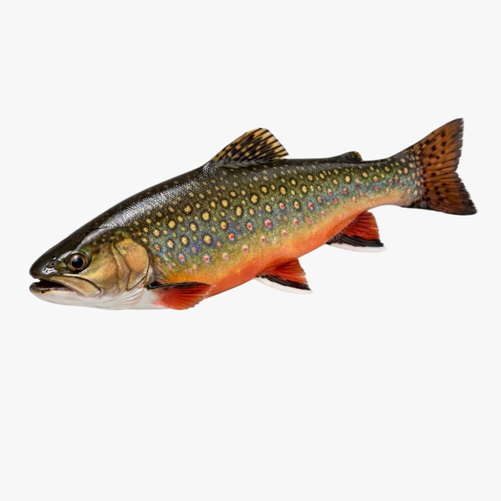Brook Trout 3D model - 3DModels.org