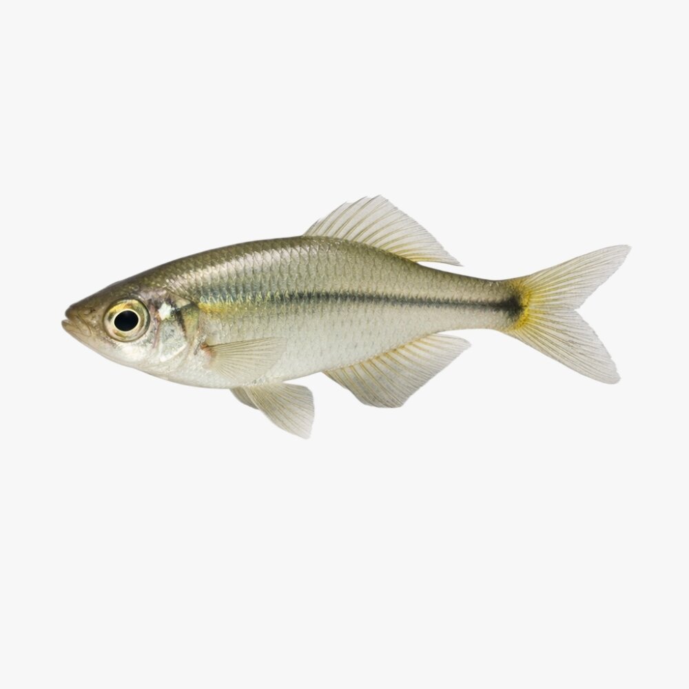 Celebes Rainbowfish Female 3D model - 3DModels.org