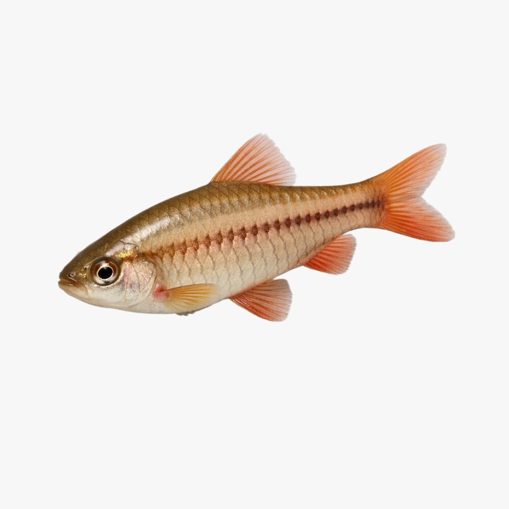 Cherry Barb Female 3D model - 3DModels.org