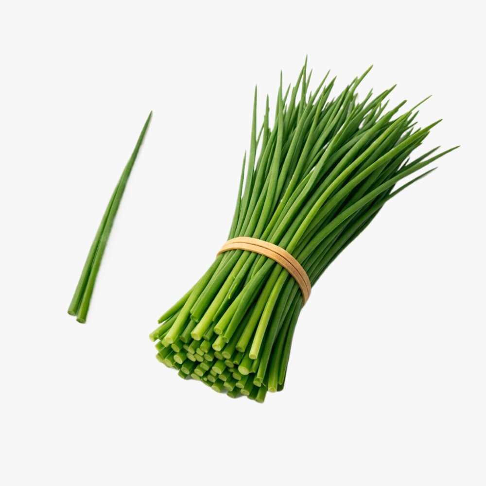 Chives 3D model - 3DModels.org