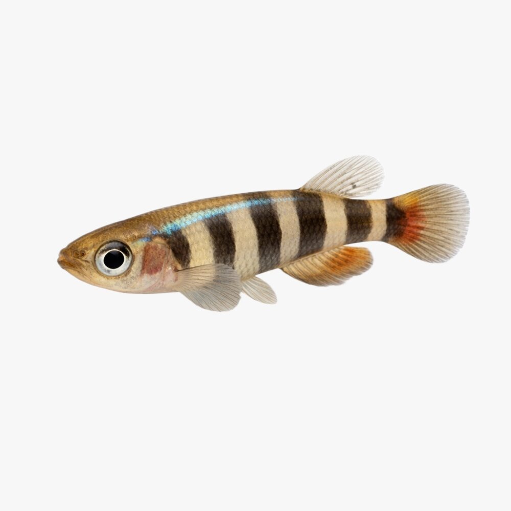 Killifish Payaso Hembra Modelo 3D - 3DModels.org