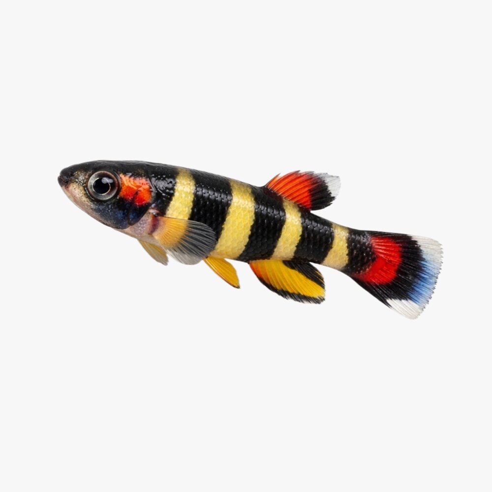 Clown Killifish Male 3D model - 3DModels.org