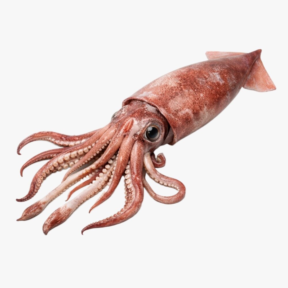 Colossal Squid 3D model - 3DModels.org