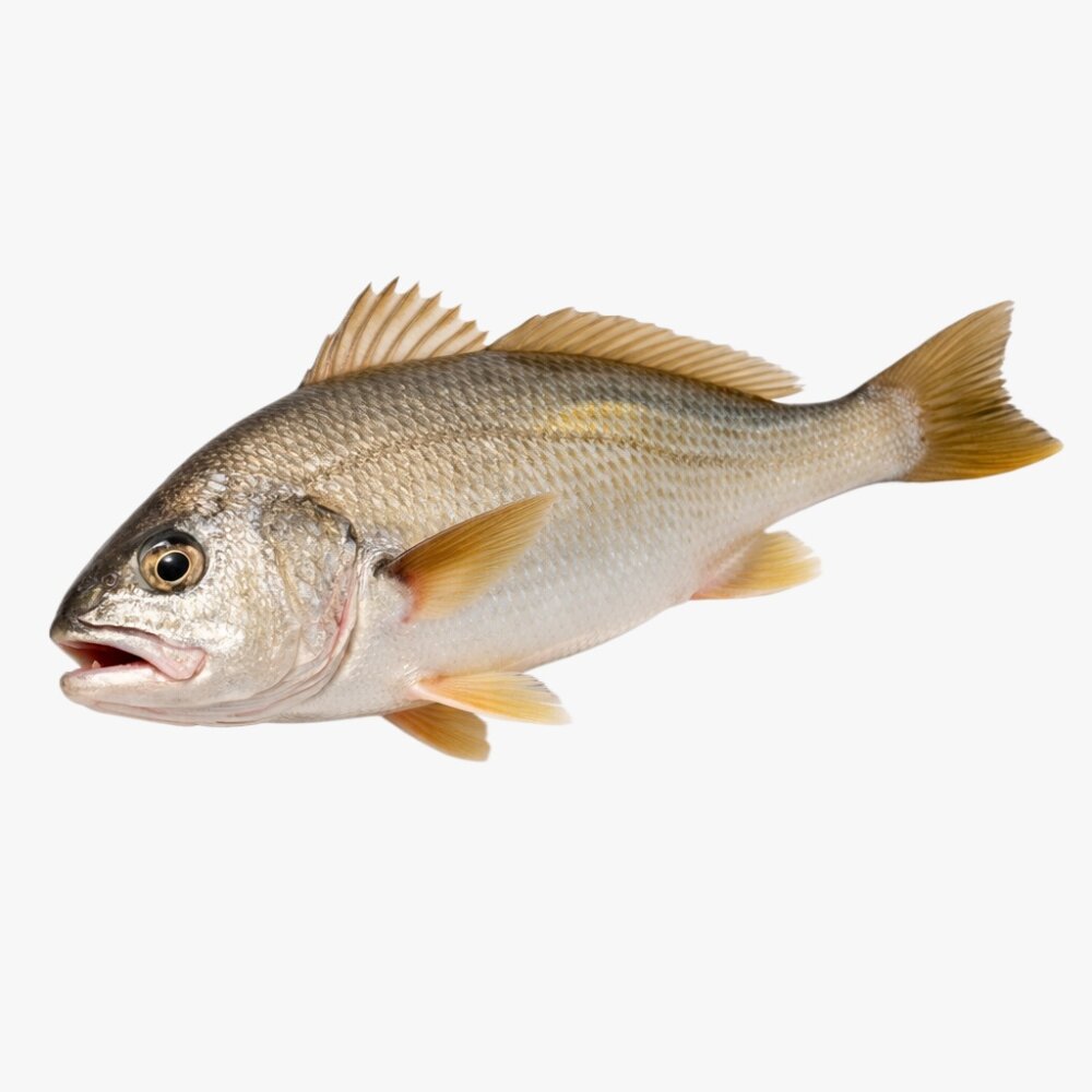 Croaker 3D model - 3DModels.org