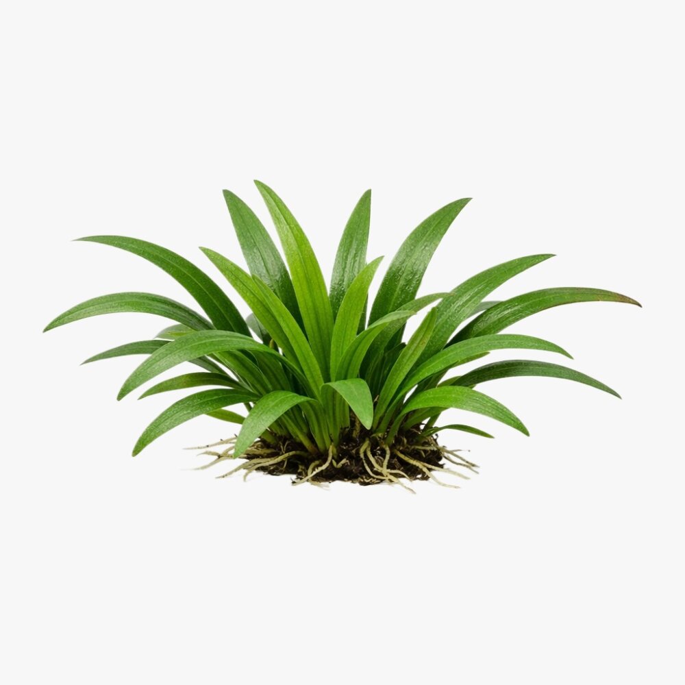 Cryptocoryne Parva Dwarf 3D model - 3DModels.org