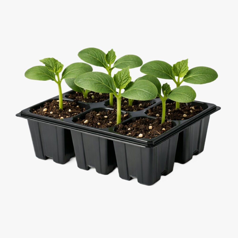 Cucumber Seedlings In Plastic Cell Pack 3D model - 3DModels.org
