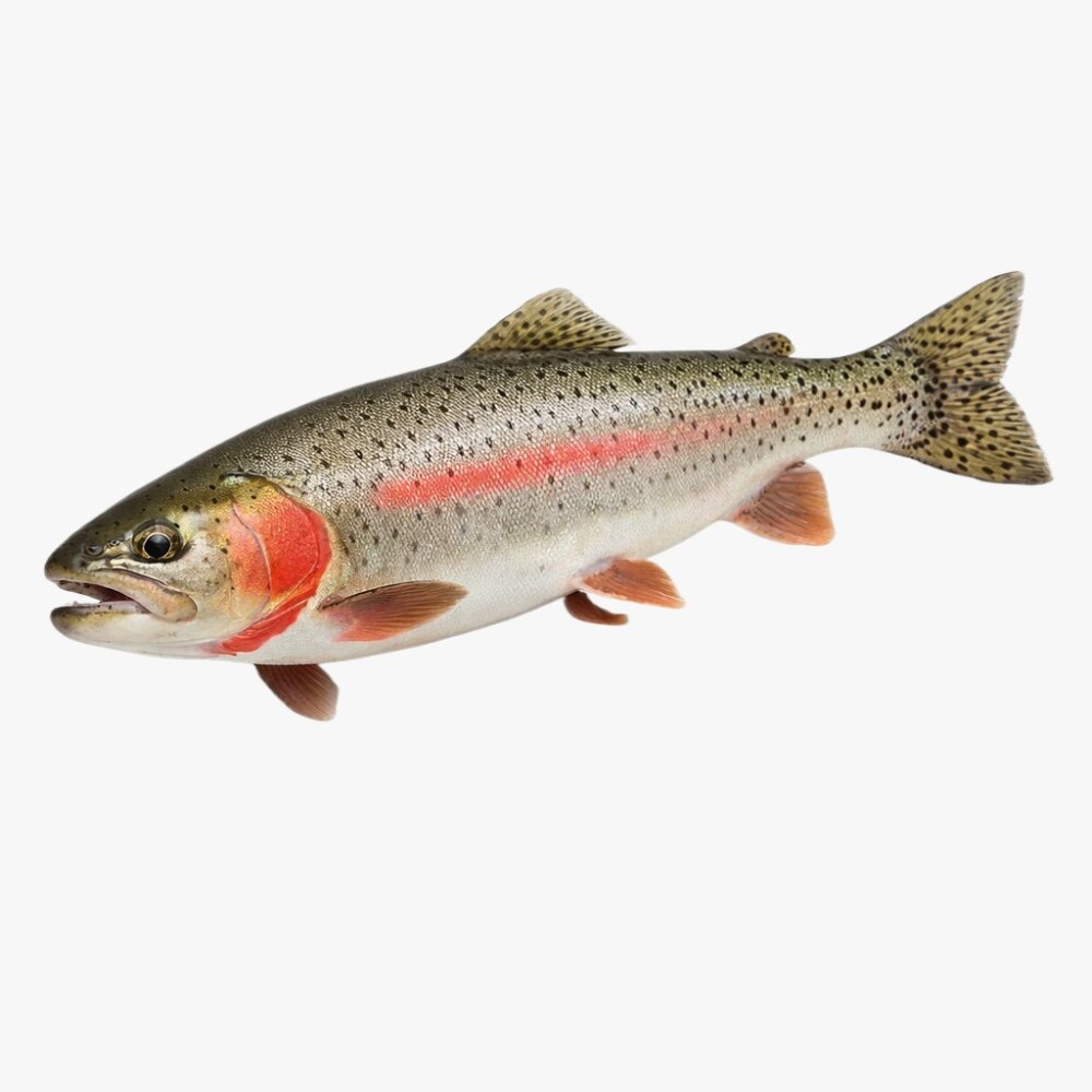 Cutthroat Trout 3D model - 3DModels.org