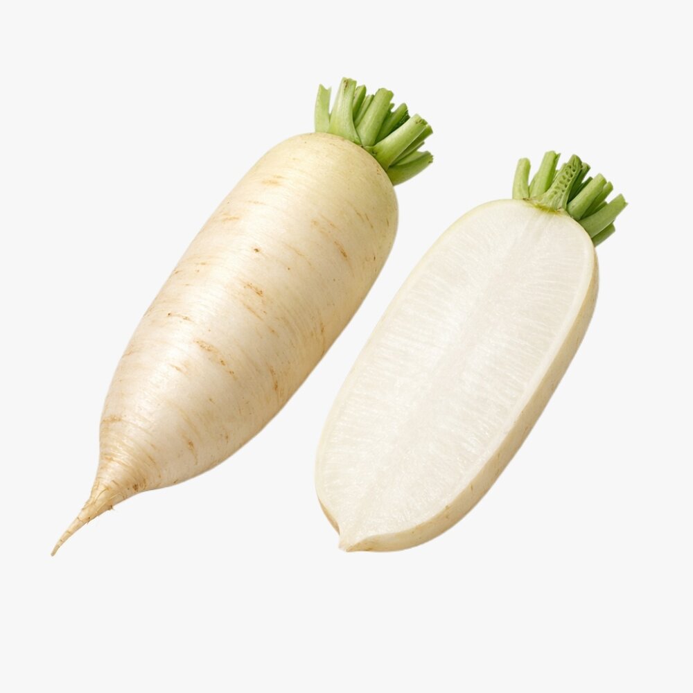 Radis Daikon Modèle 3D - 3DModels.org