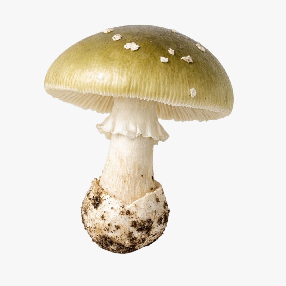 Death Cap 3D model - 3DModels.org