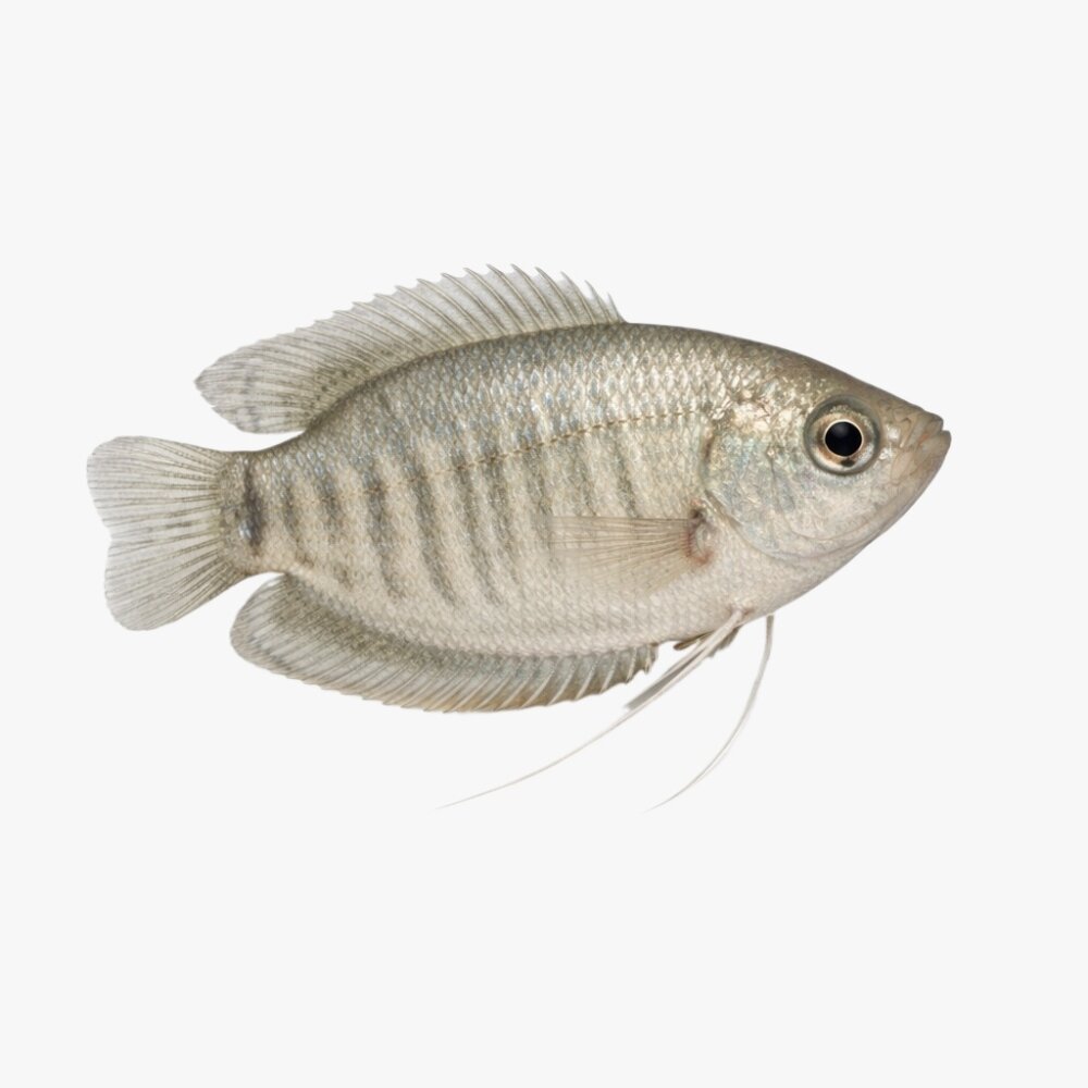Gourami Enano Hembra Modelo 3D - 3DModels.org