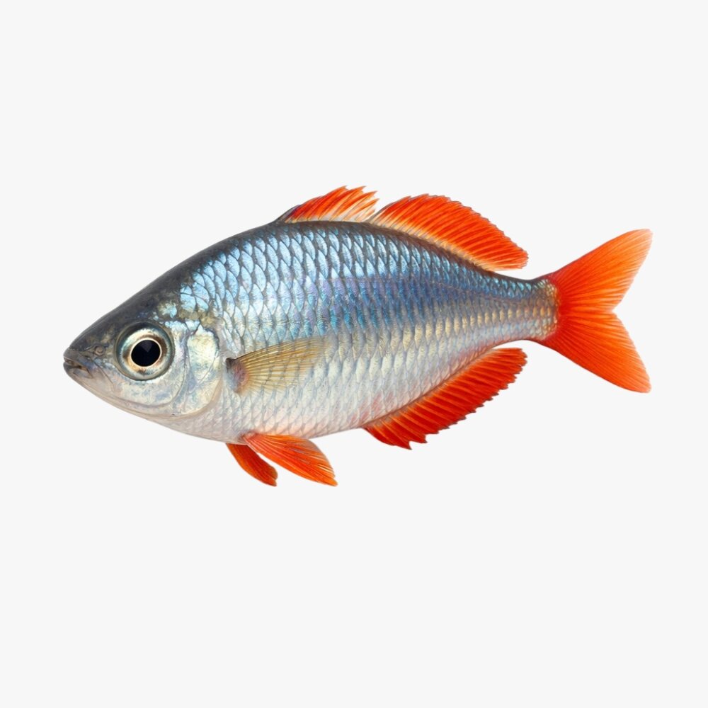 Dwarf Neon Rainbowfish Male 3D model - 3DModels.org