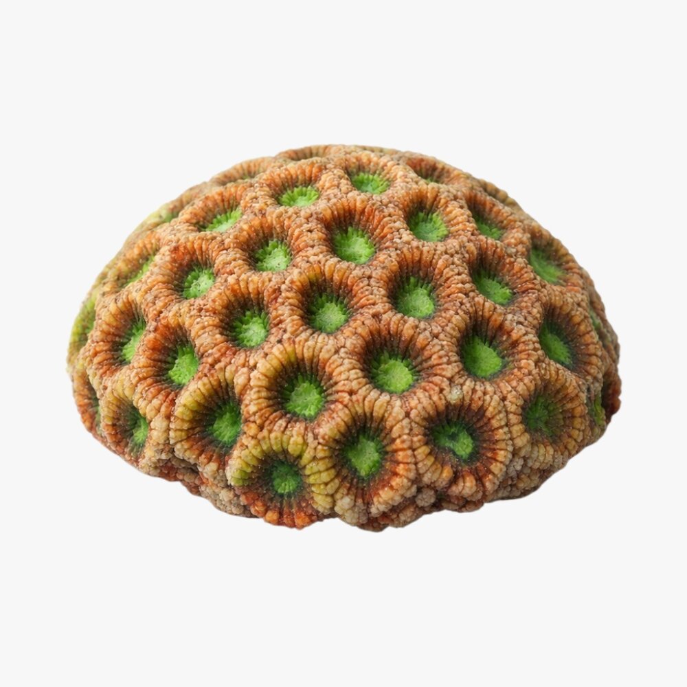 Favites Coral 3D model - 3DModels.org