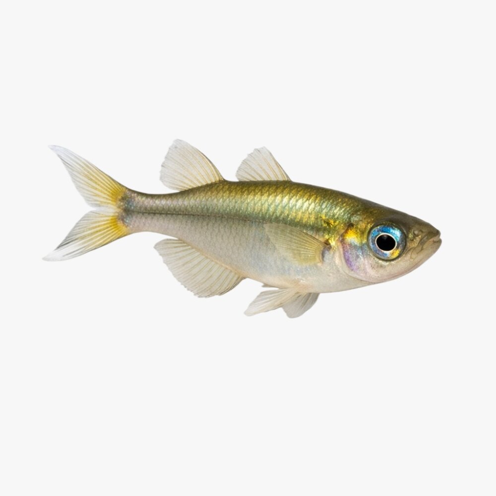Forktail Blue Eye Rainbowfish Female 3D model - 3DModels.org