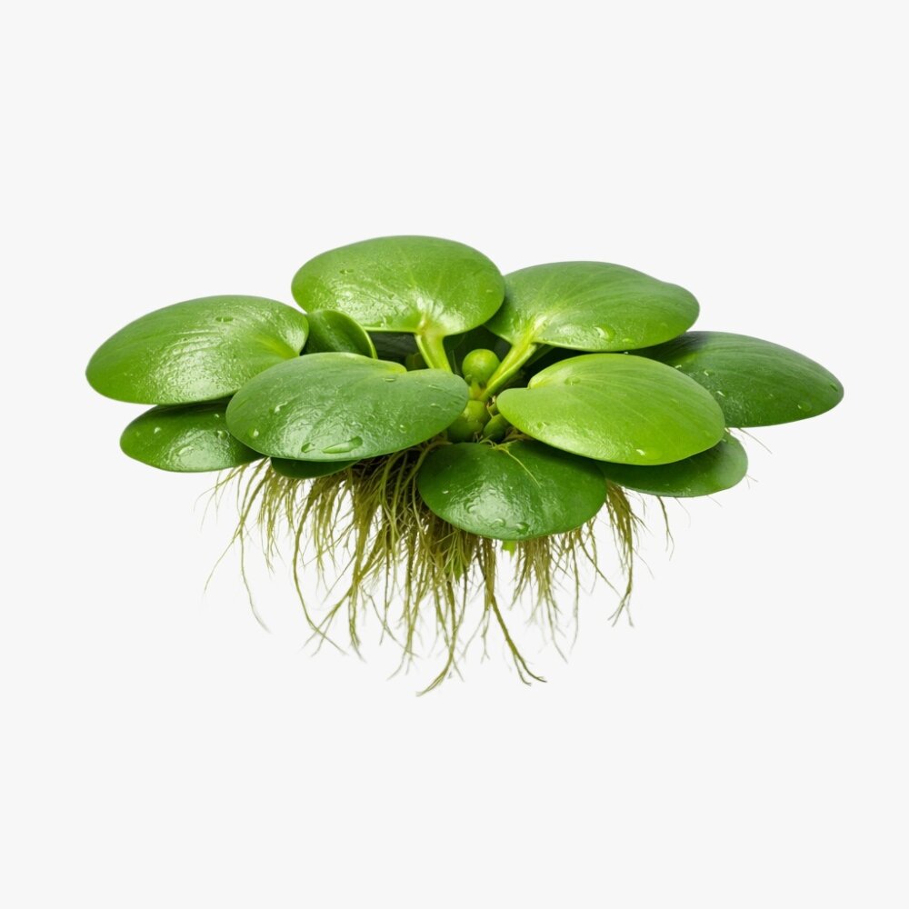 Frogbit Floating Plant (Amazon Frogbit) 3D model - 3DModels.org