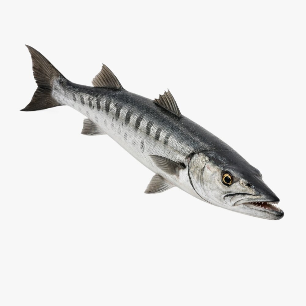 Giant Barracuda 3D model - 3DModels.org