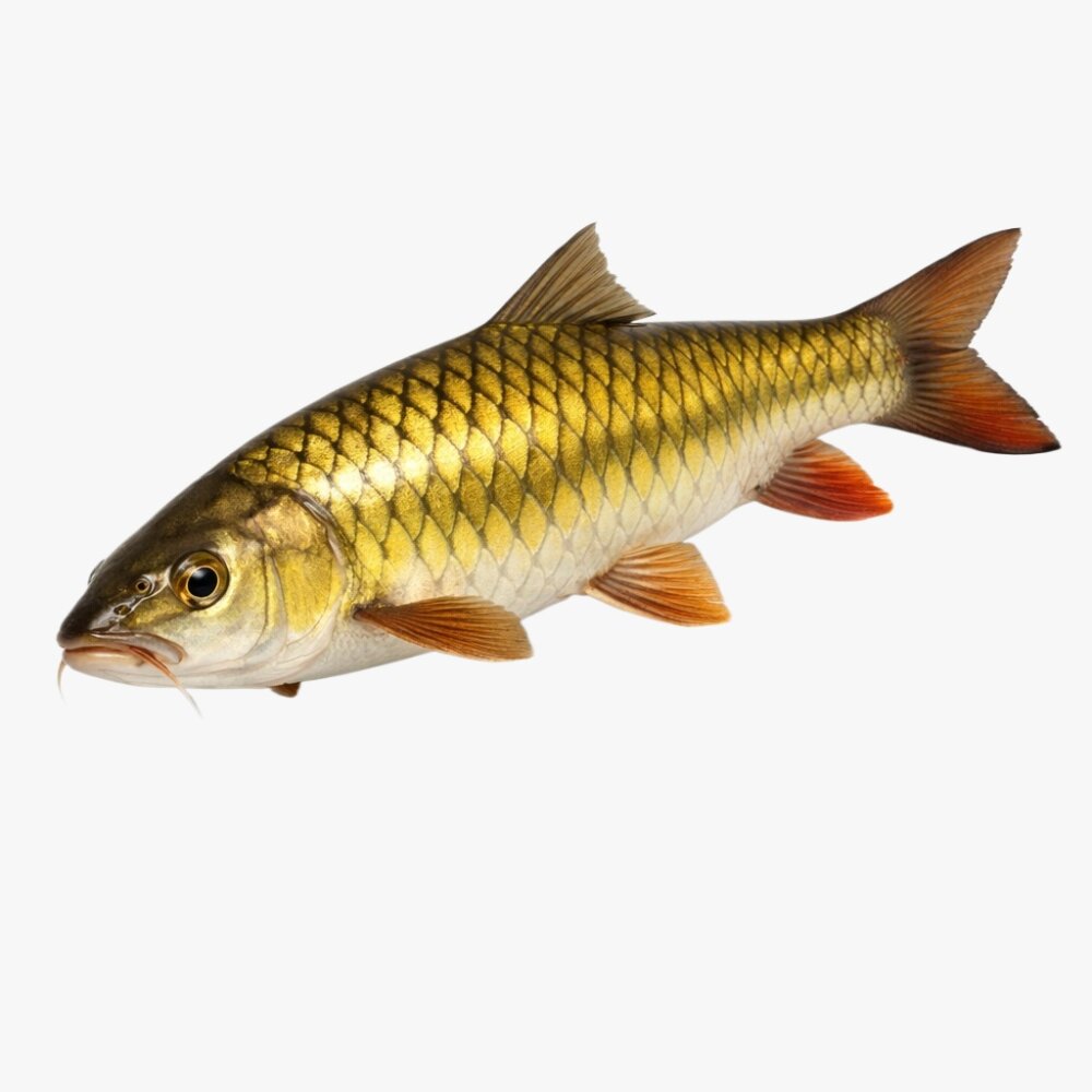 Golden Mahseer 3D model - 3DModels.org
