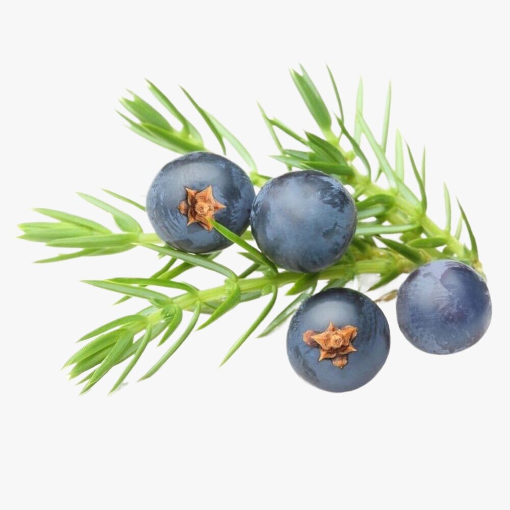 Juniper Berry 3D model - 3DModels.org