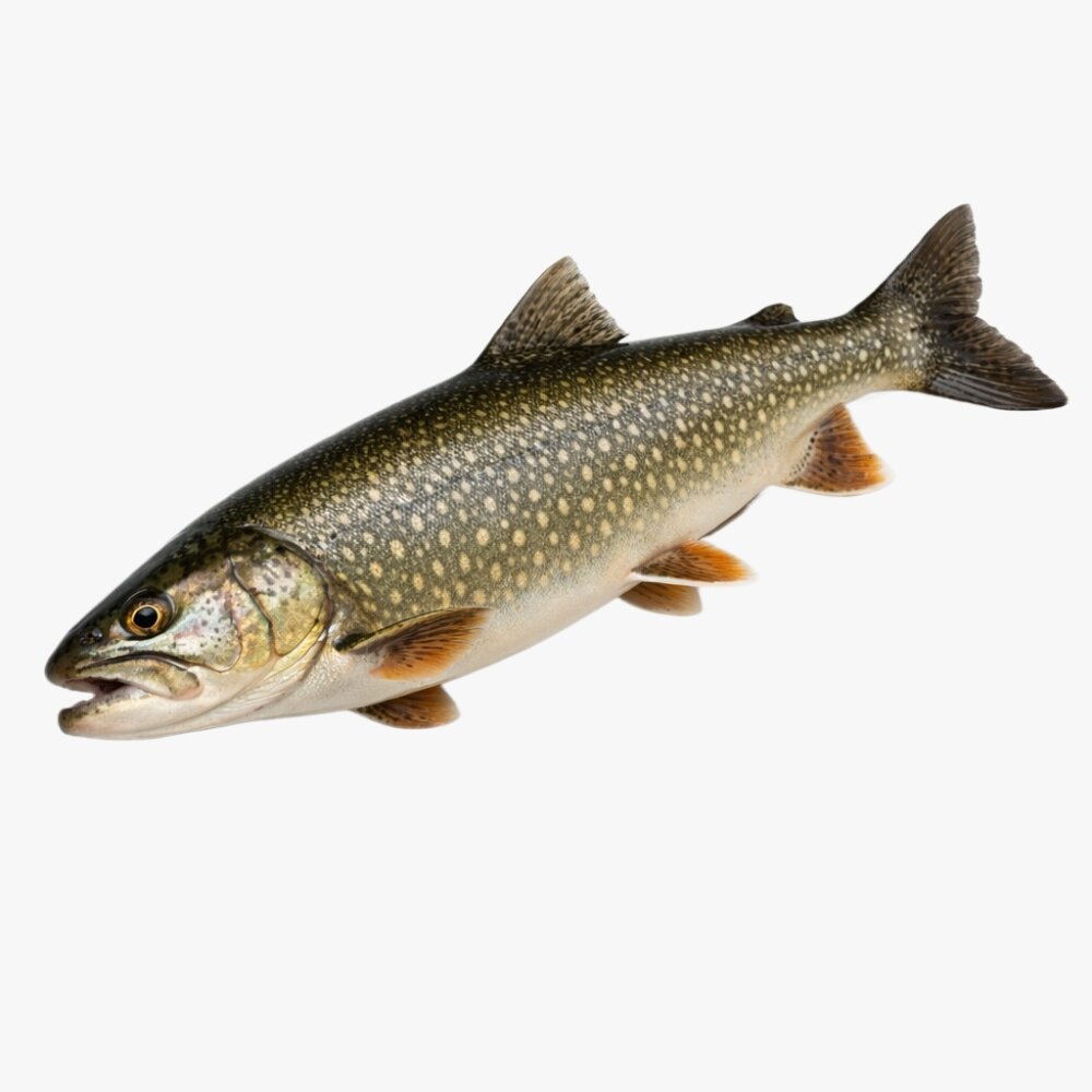 Lake Trout 3D model - 3DModels.org