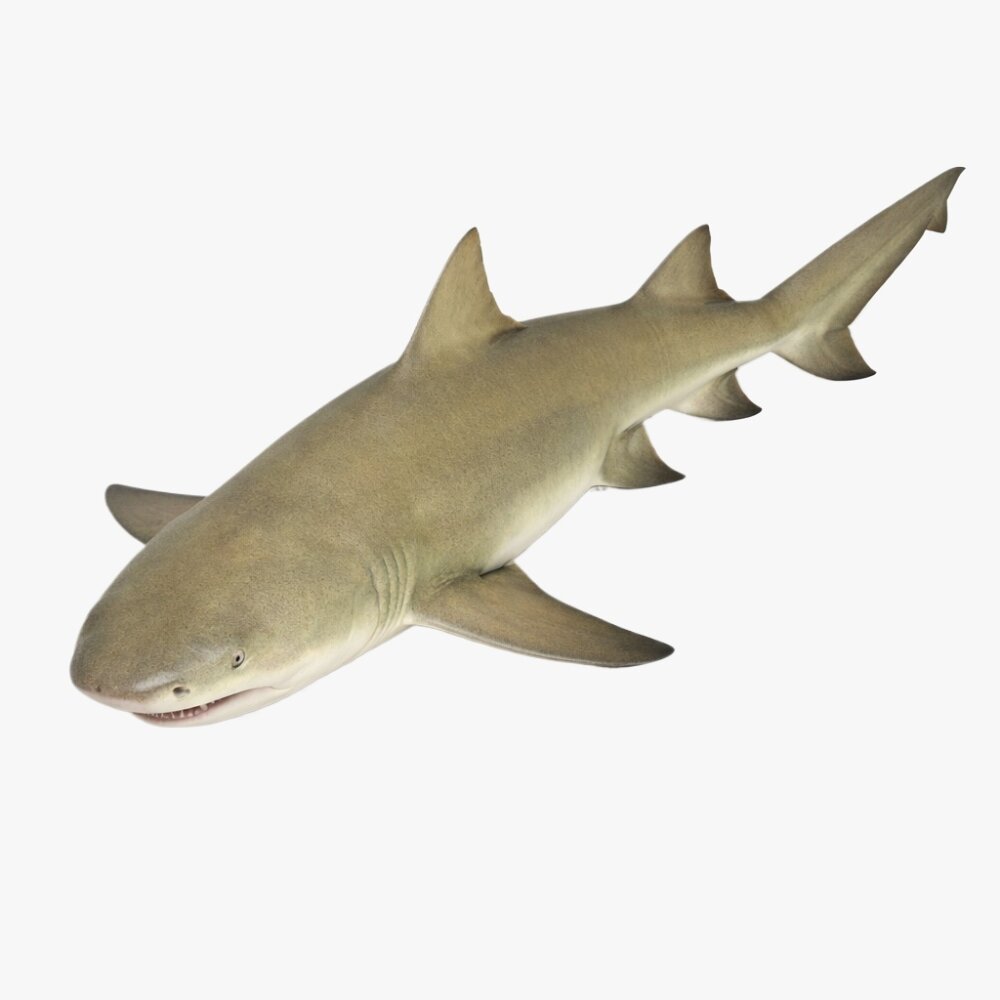Lemon Shark 3D model - 3DModels.org