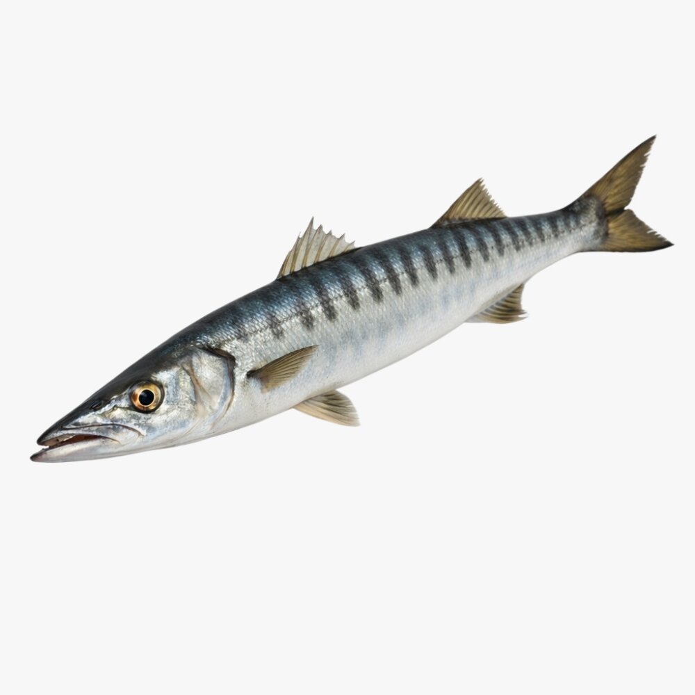 Mediterranean Barracuda Modèle 3D - 3DModels.org
