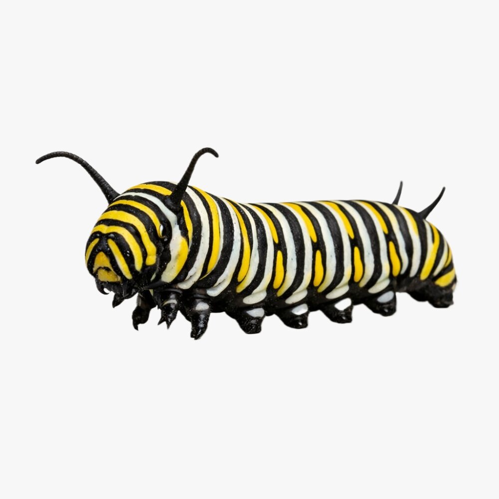 Monarch Caterpillar 3D model - 3DModels.org