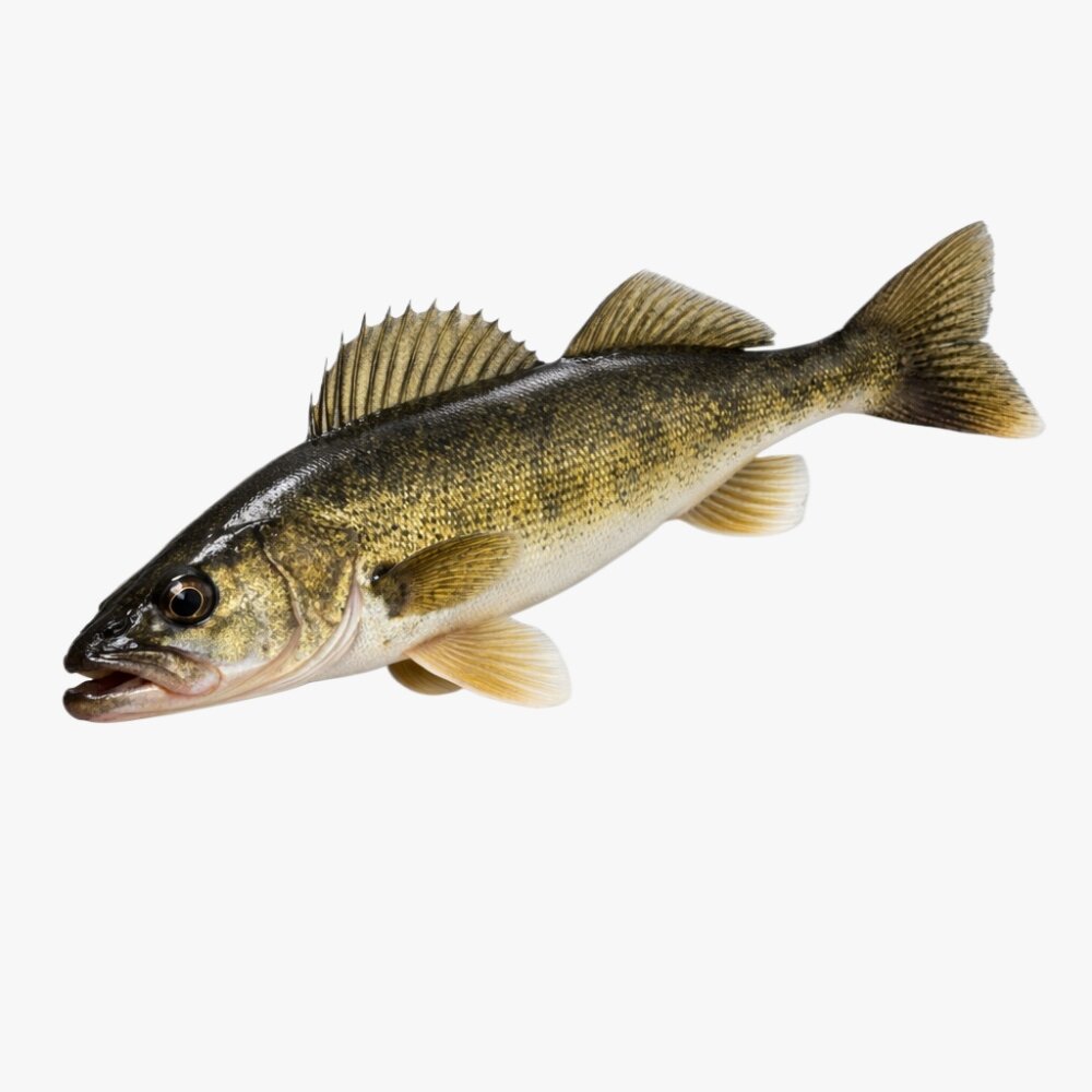 Northern Walleye 3D model - 3DModels.org