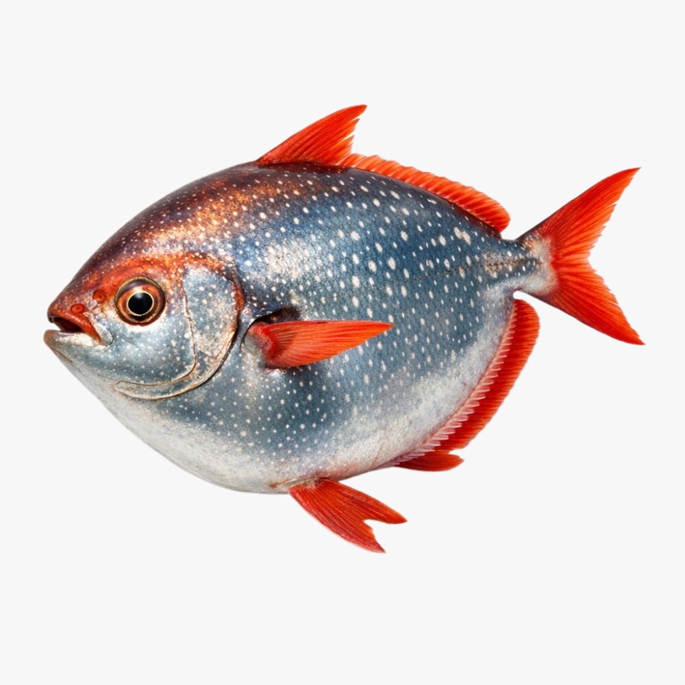 Opah Moonfish 3D model - 3DModels.org