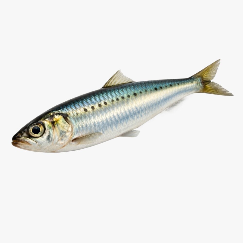 Pacific Sardine 3D model - 3DModels.org