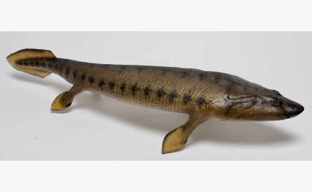Panderichthys 3D model - 3DModels.org