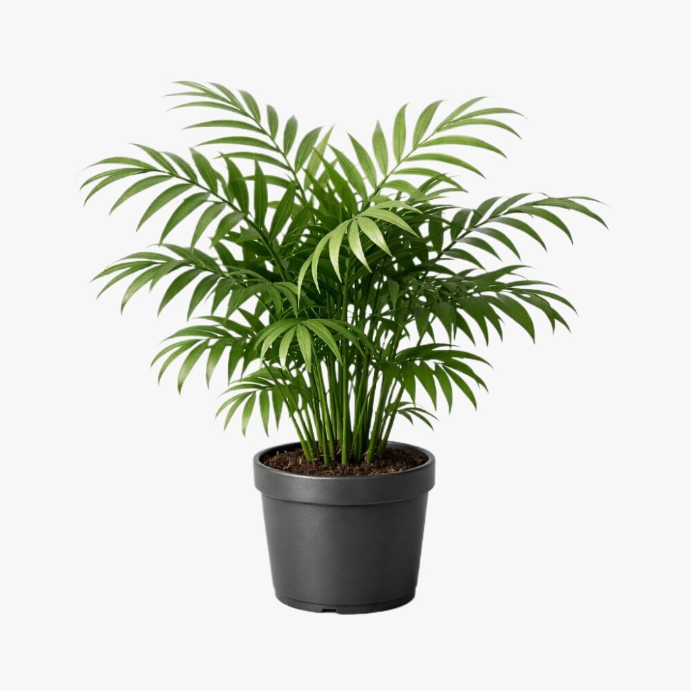 Parlor Palm In Small Pot 3D model - 3DModels.org