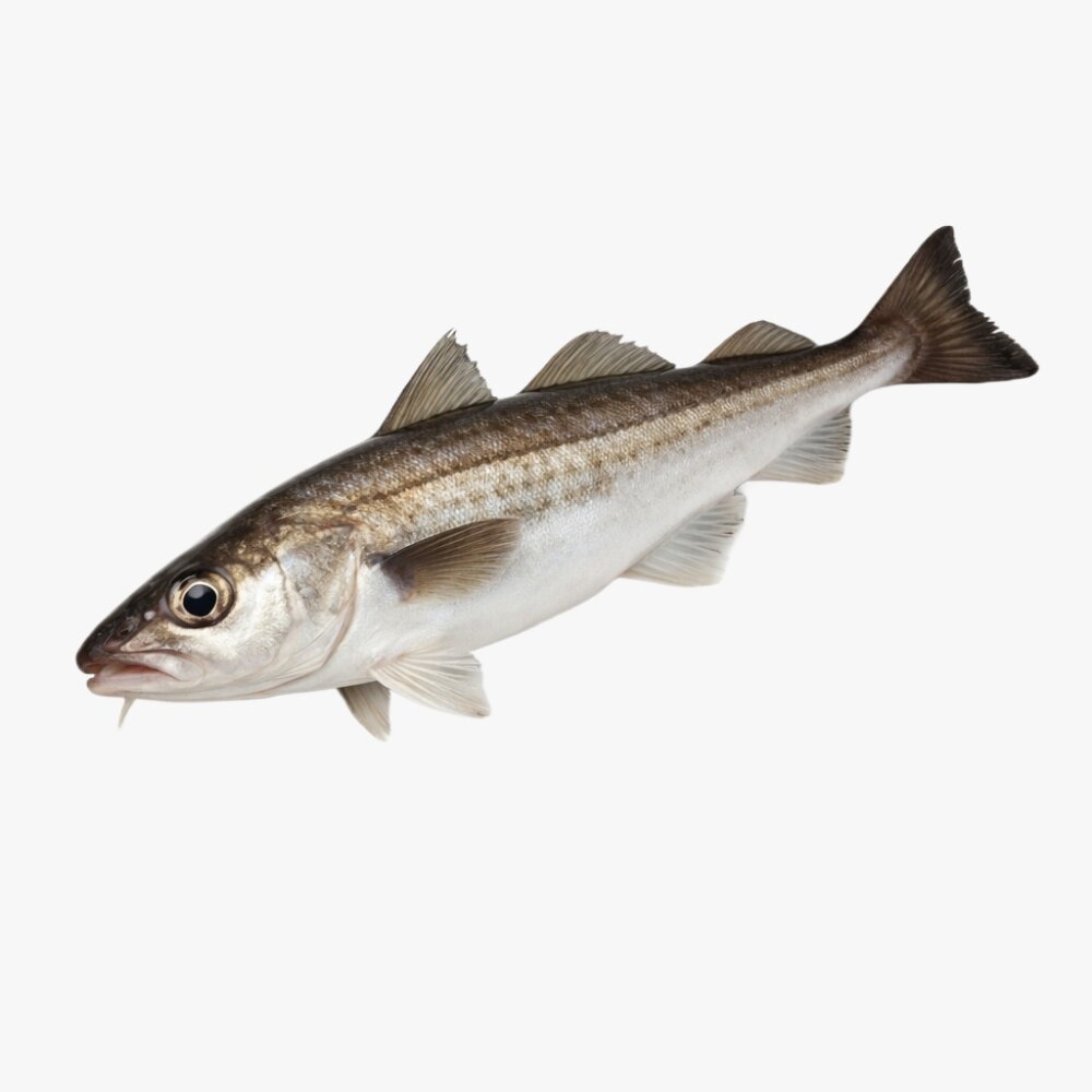 Polar Cod 3D model - 3DModels.org